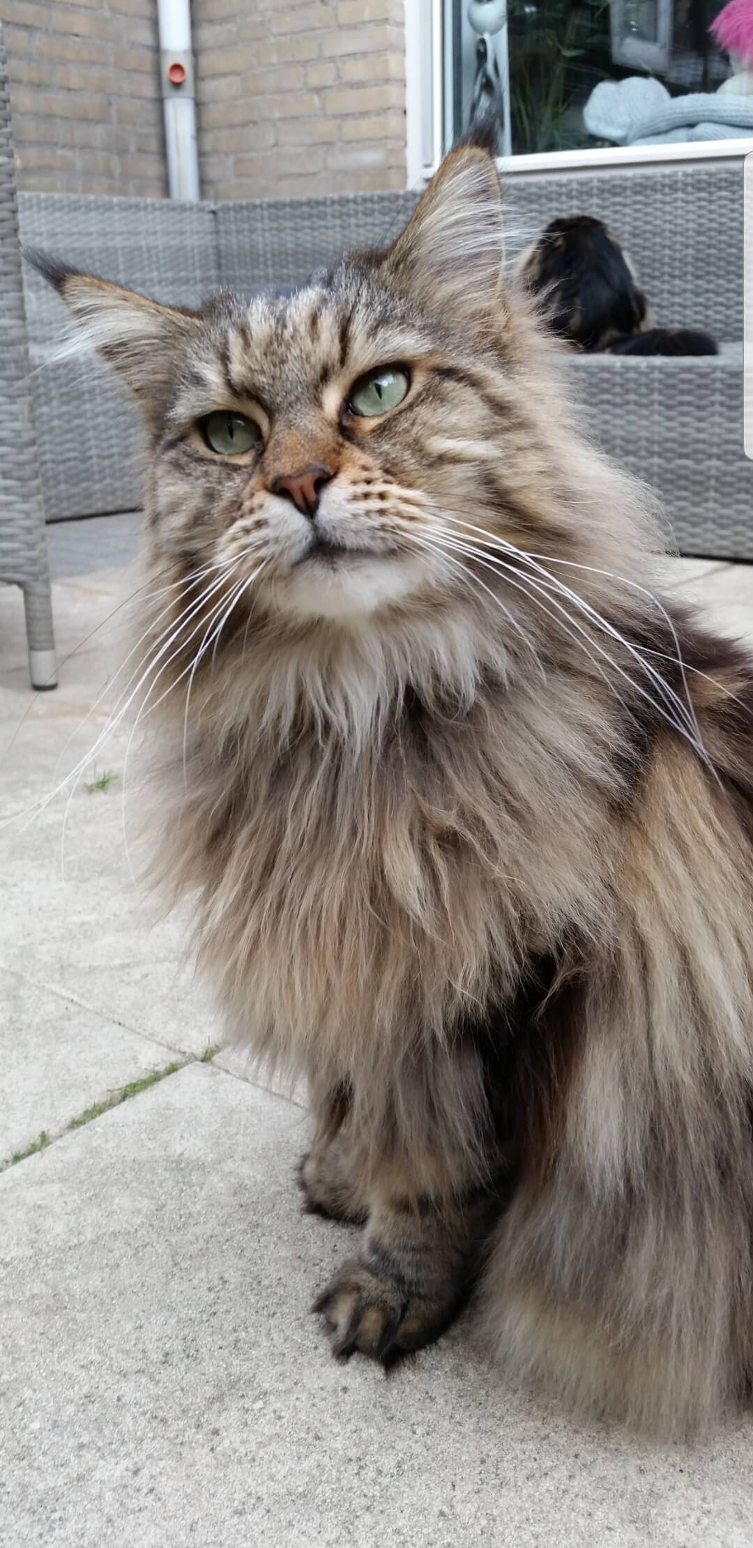 Mijn katten – Katten trimsalon Carcoons